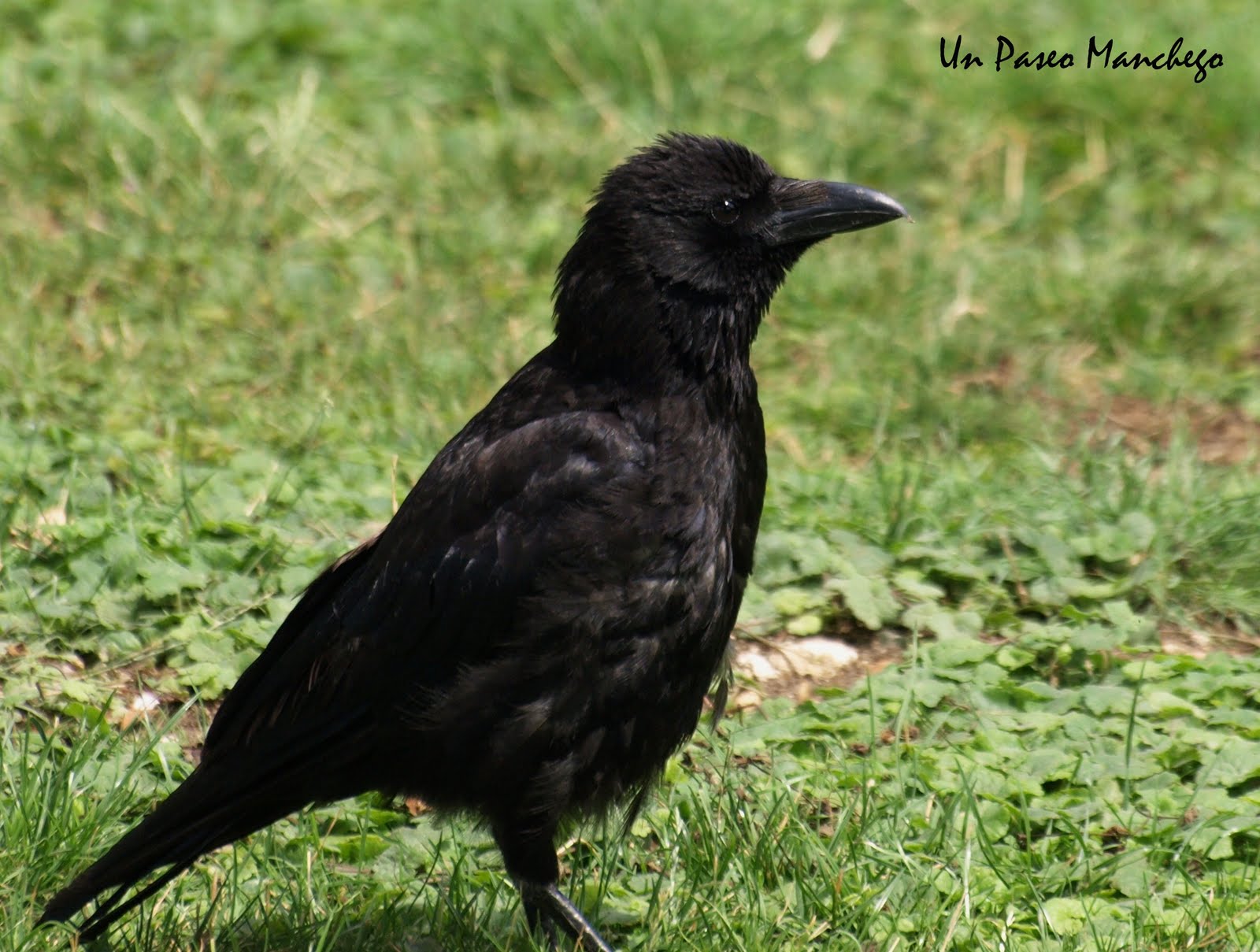 Un Paseo Manchego: La Corneja Común.