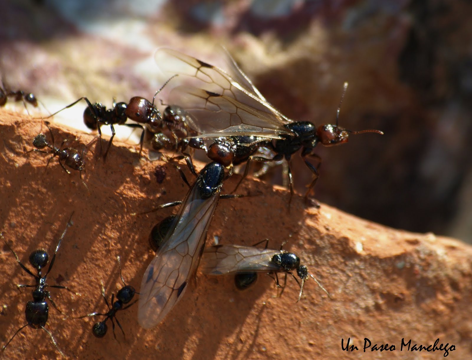 Un Paseo Manchego: Hormigas Aladas: El Gran Festín.