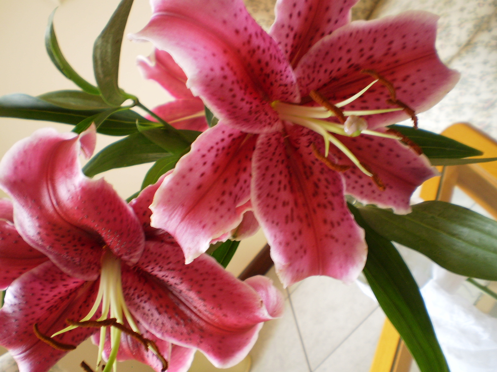 Belas Rosas: Lírios Cor-de-Rosa