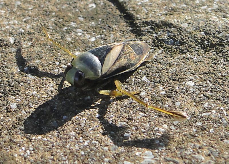 Common Backswimmer: Notonecta glauca