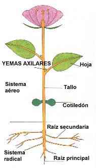 las plantas: partes de la planta