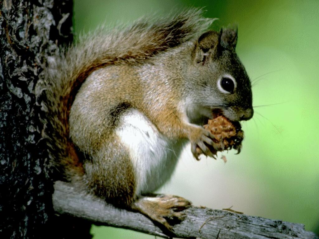 Wallpaper Collection Squirrel Sitting In A Tree wallpaper-collection-squirrel-sitting-in-a-tree