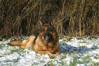 K-9 Ransom: Ulk von Arlett(Ransom's Great Great Grandfather)Two Time ...