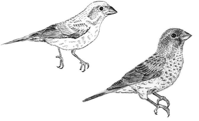 Chuck Does Art: Two Purple Finches