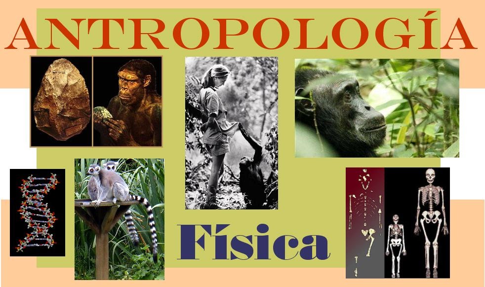 ANTROPOLOGÍA : ANTROPOLOGÍA FÍSICA