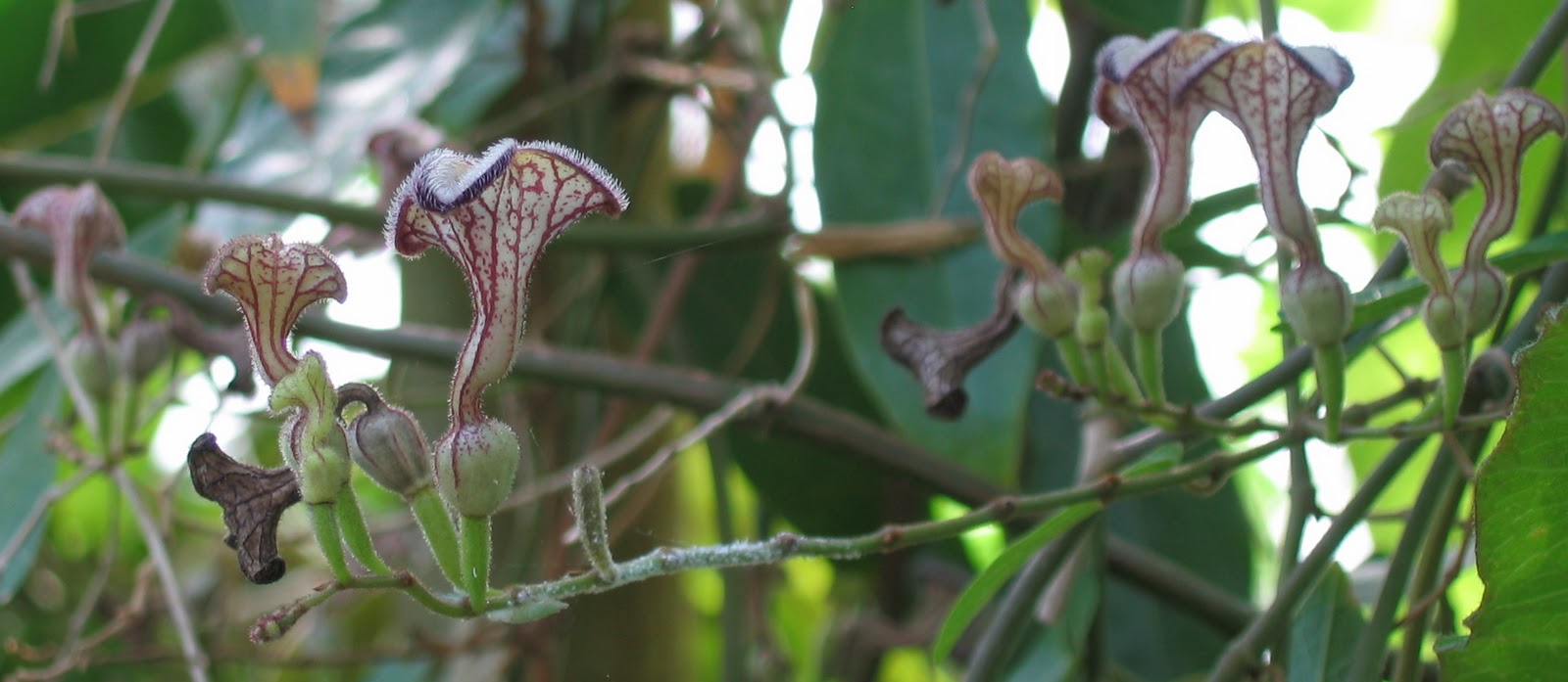 Dutchman's Pipe a reasonable outcome of natural selection*