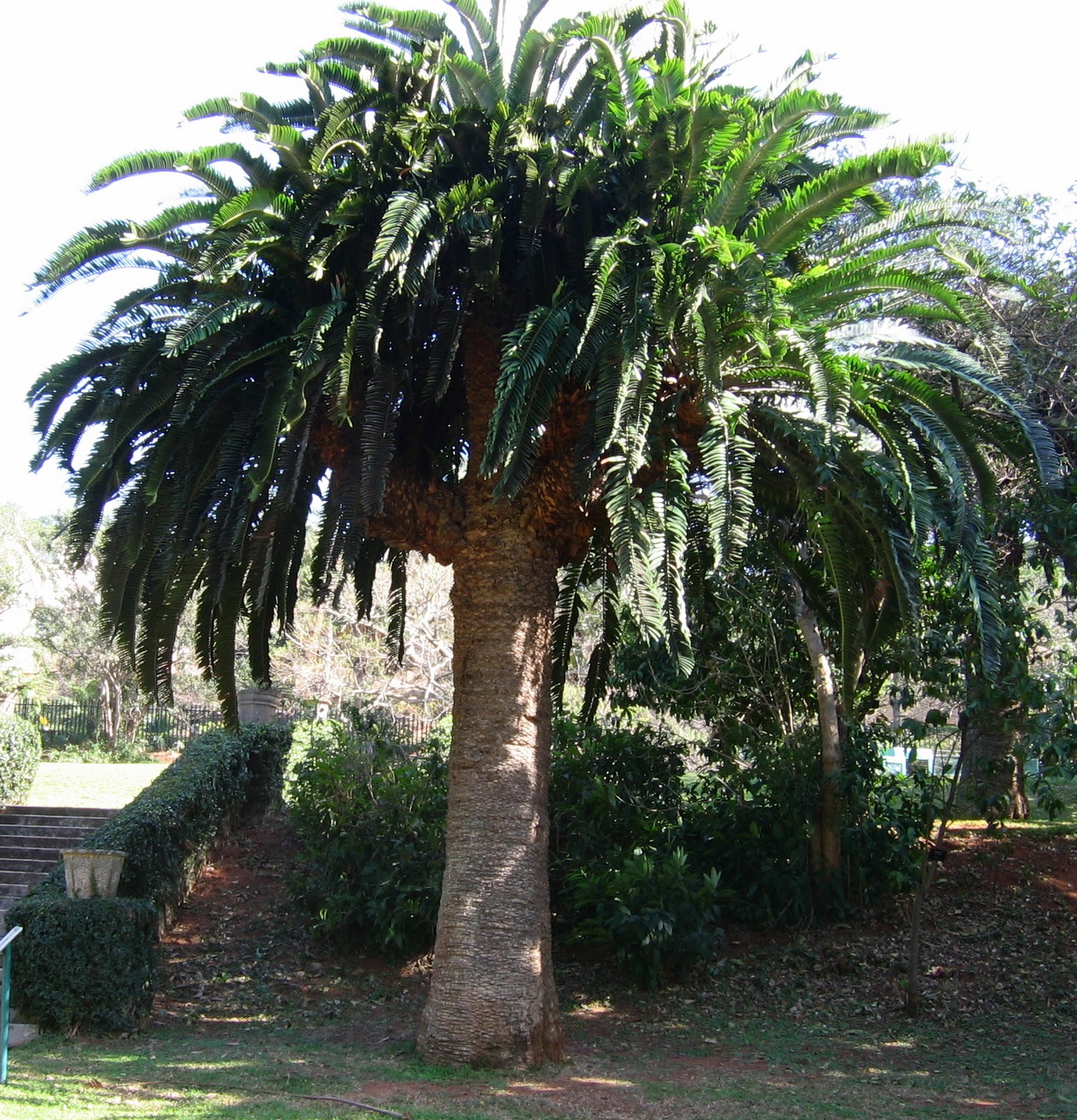 Cycads new and old