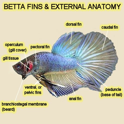 betta's anatomy