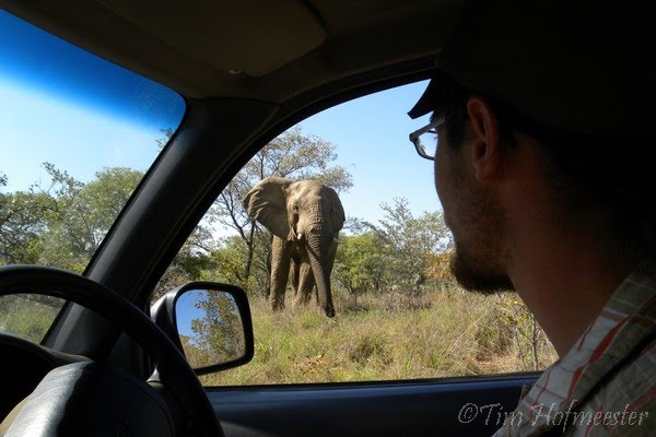 Tim in Afrika: Olifanten en vogels