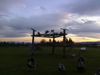 Life With Little Sprouts Farm: Turkey Roost "tree" gets added side roost