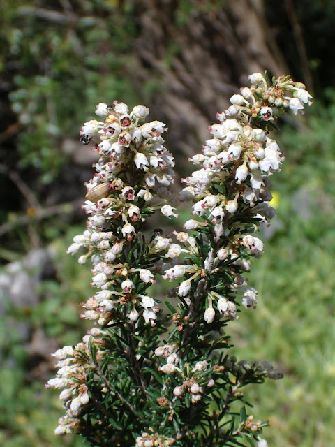 Erica arborea