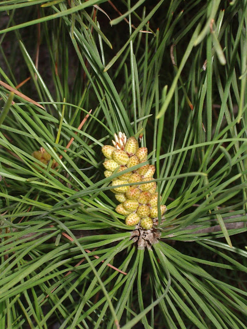 Pinus radiata