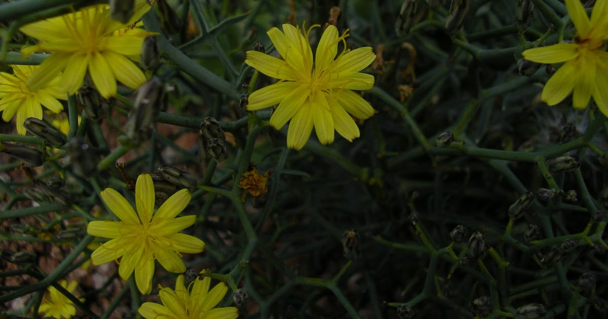 Launaea arborescens