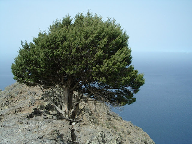 Juniperus turbinata spp. canariensis