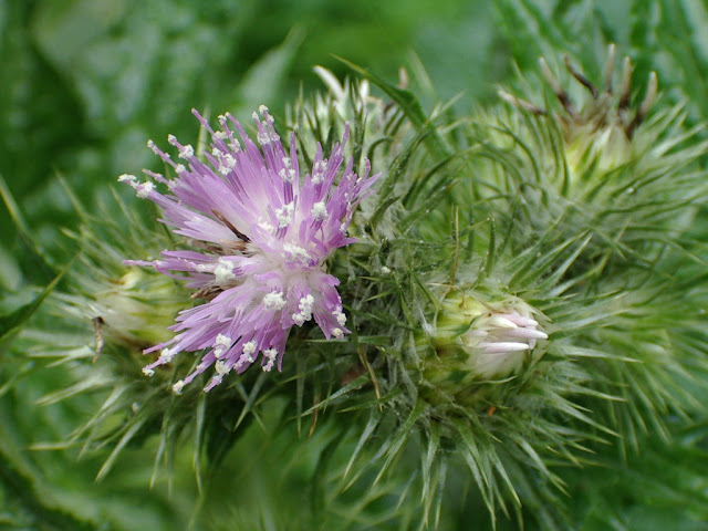 Carduus clavulatus