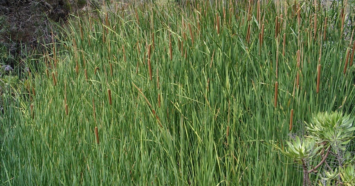 Typha domingensis