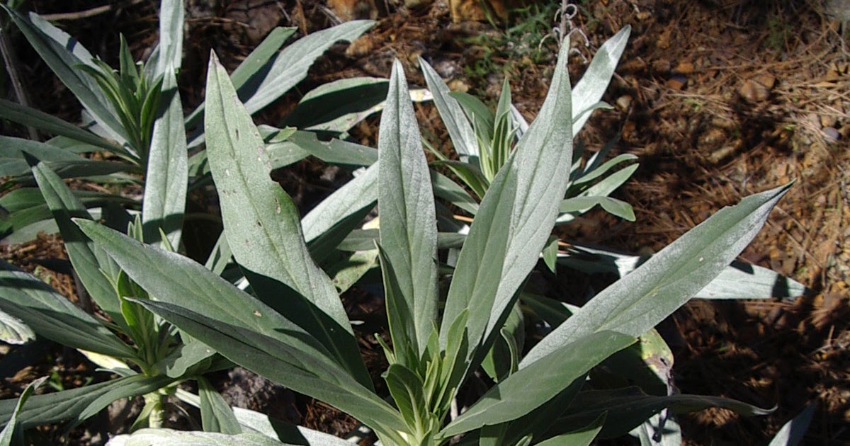 Echium webbii Coincy