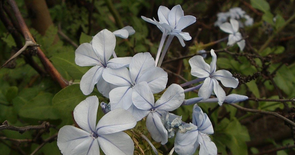 Plumbago auriculata