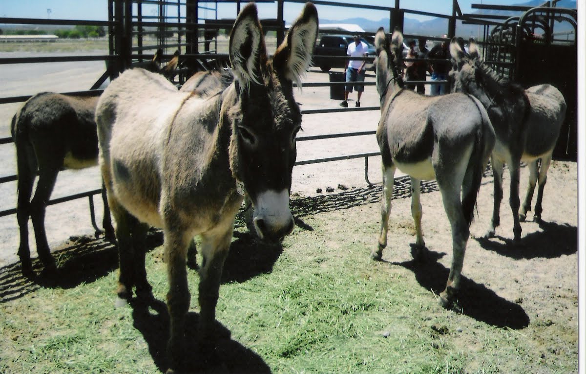 Double Barrel Ranch: Faces of the Wild Horse and Burro Issue
