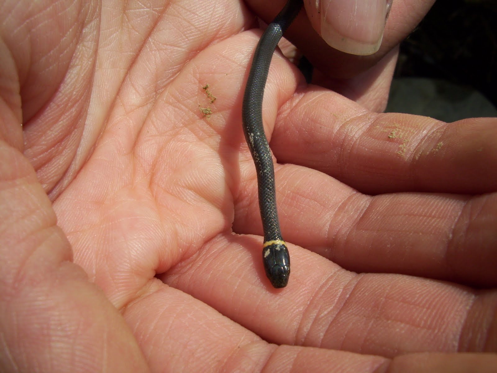 Our Herp Class: Northern ringneck snake, Diadophis punctatus