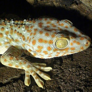 My BLOG: geckos or known as (TOKO) were able to cure aids