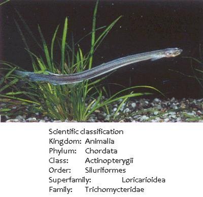 Incognito: Candiru Vampire Fish