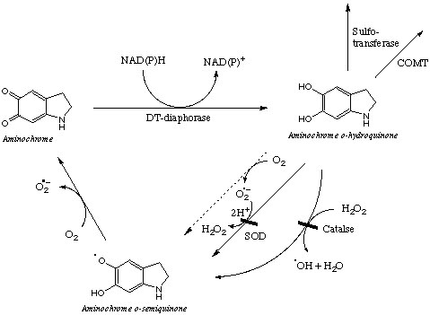 Neurobiology of Disease: Oxidation of Dopamine