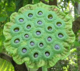 Sri Aurobindo and the Lotus