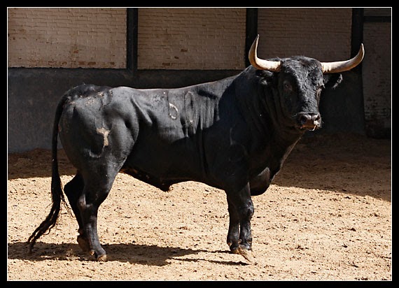 Encastes y castas del toro de lidia: CASTA GALLARDO