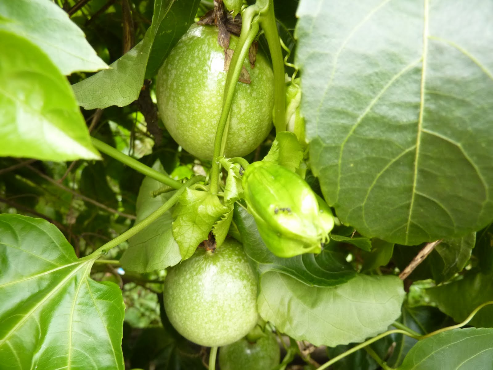 Behind The Star: Markisa