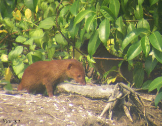 Urban Wildanimal: Garangan Jawa