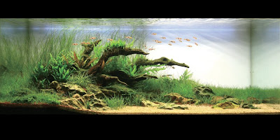 Aqua Forest Aquariums-Aquascaping | Rappin's Weblog