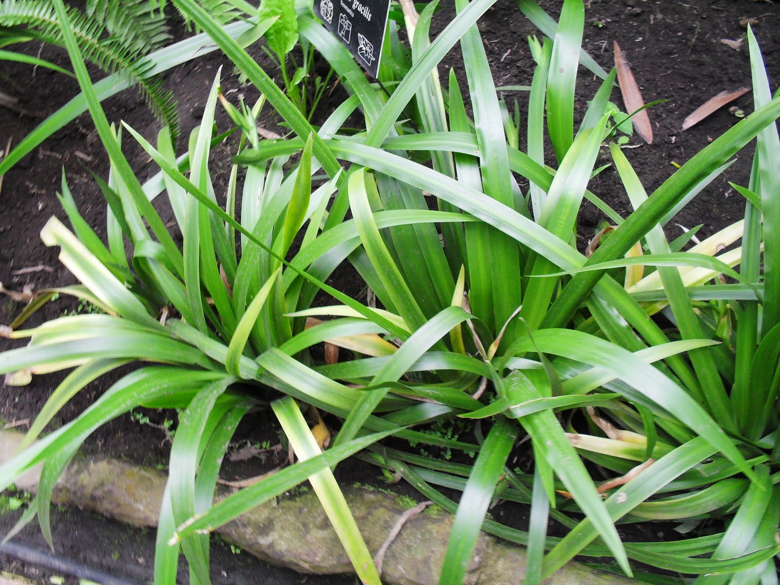 Reinos animal y vegetal: SELVA HUMEDA TROPICAL