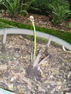 Reinos animal y vegetal: ¿Como se clasifican las plantas?