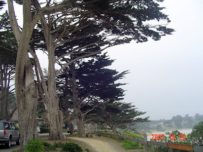 The Carmel-by-the-Sea WATCHDOG!: THE HERITAGE TREES OF CARMEL-BY-THE-SEA