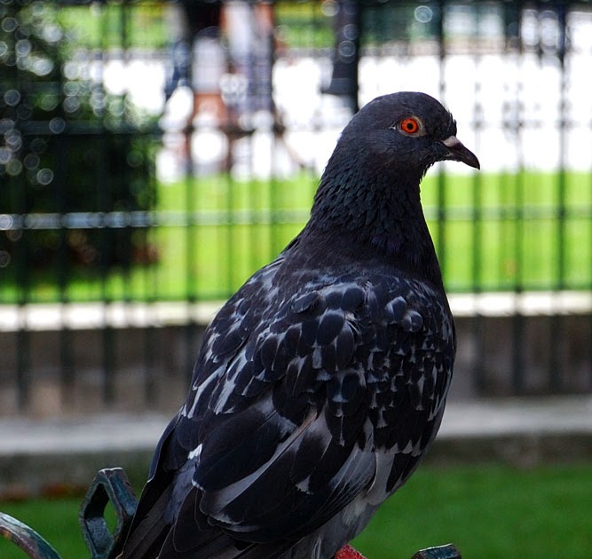 Simply Photos: Colombe