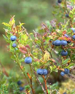 Dictionarul Plantelor Medicinale: Afin ( Vaccinium myrtillus )