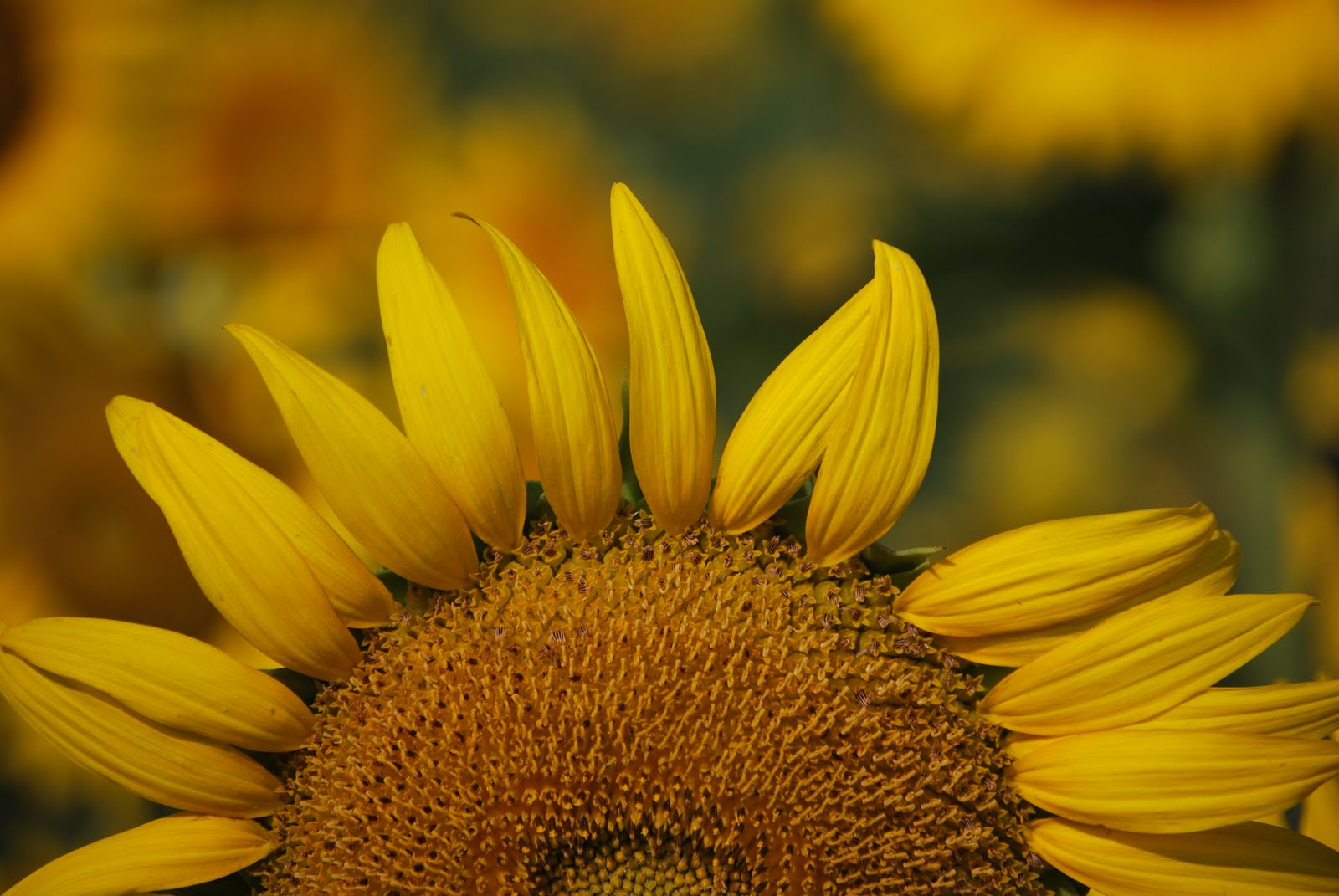 Kristy Jordan Photography