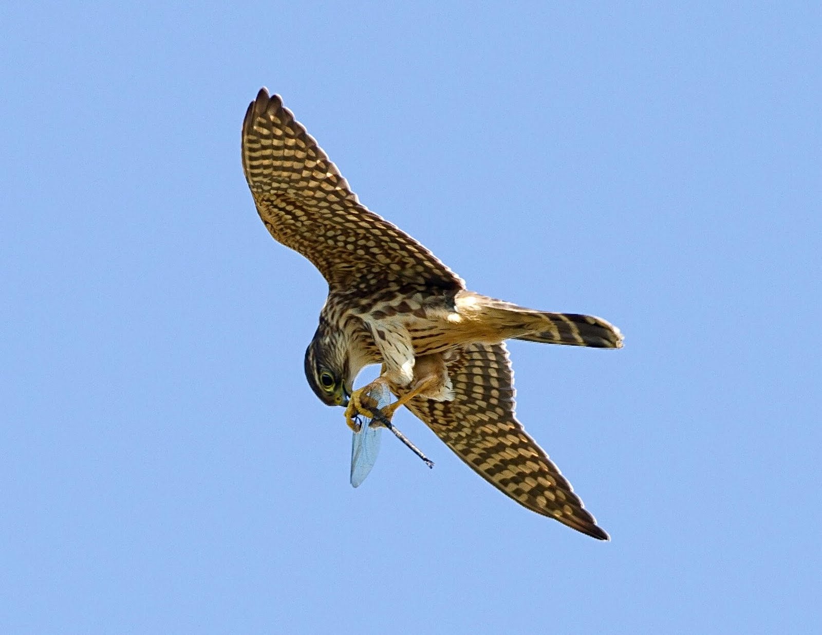 Coastal Virginia Wildlife Observatory: Merlin Meal