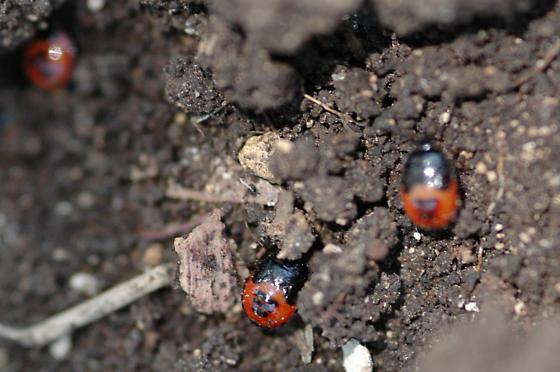 Window on a Texas Wildscape: Lost Ladybug Project and a new bug