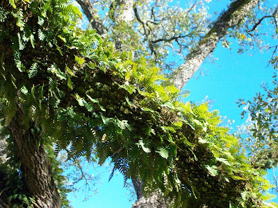 Window on a Texas Wildscape: Tree ferns?