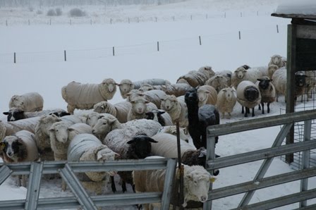 Sheep Notes: Out in the cold