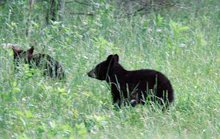 Commentation: Review: Black Bears of East Tennessee