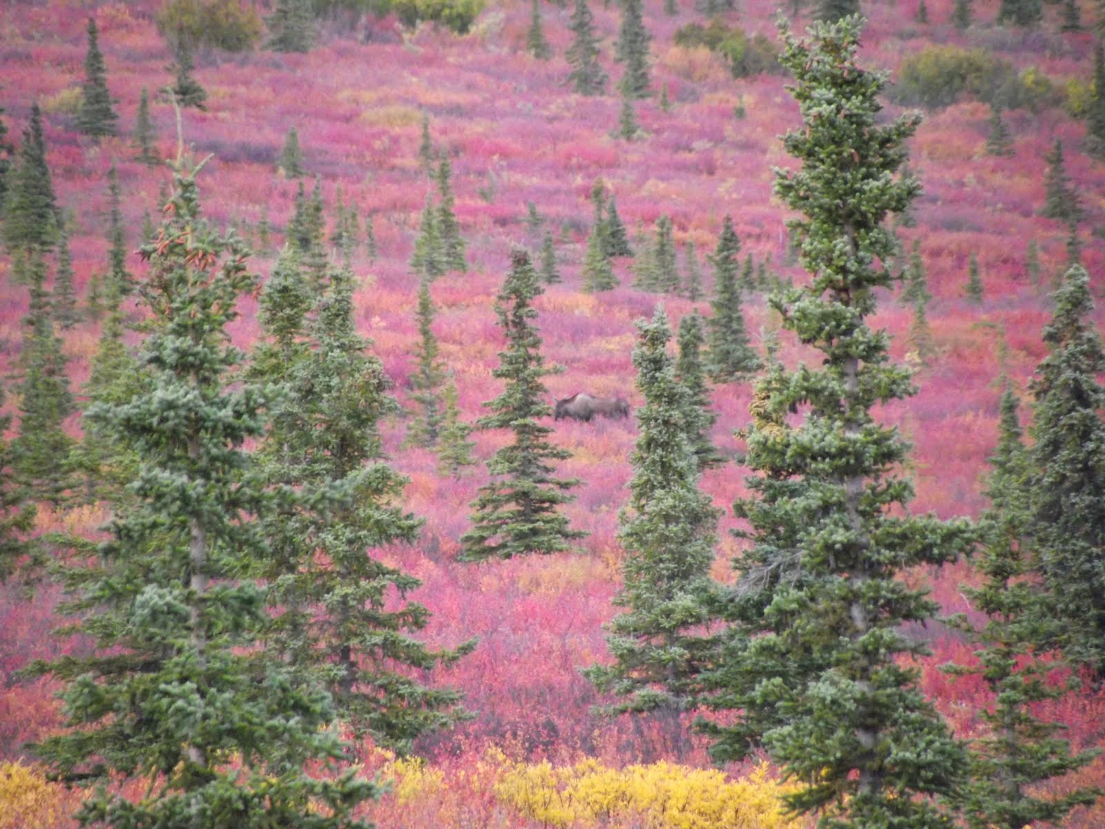 New Englander in Alaska: Alaska's Fall Foliage