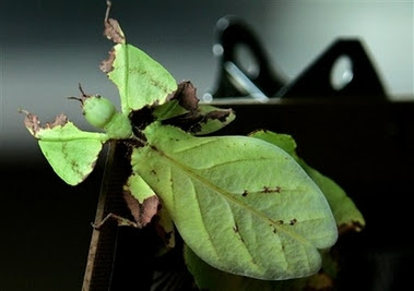 Leaf-insects | Facts About All