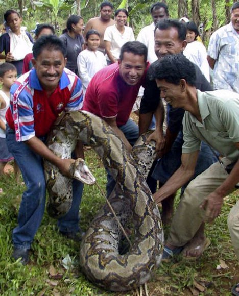 Huge Python Eats 11 Guard Dogs