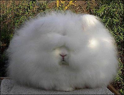 Huge and Furry Rabbit