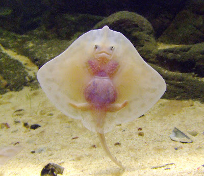 Cute stingray with legs