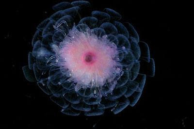 Amazing images of microorganisms found in deep ocean waters