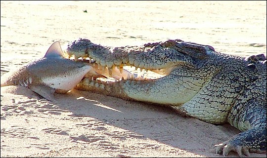Crocodile eats shark
